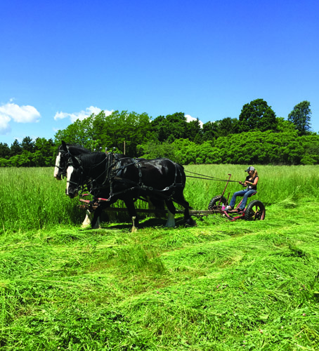 Types of Draft Horses on the Homestead - Grit